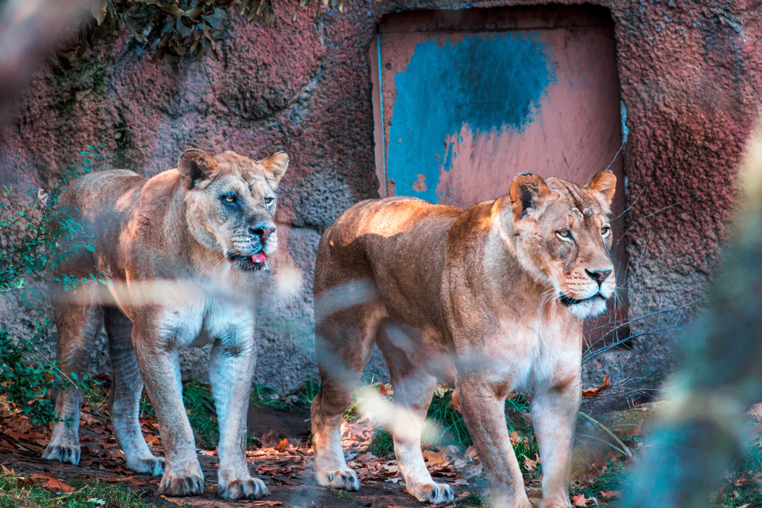 Creating a Streamlined Checkout Process for a Michigan Zoo